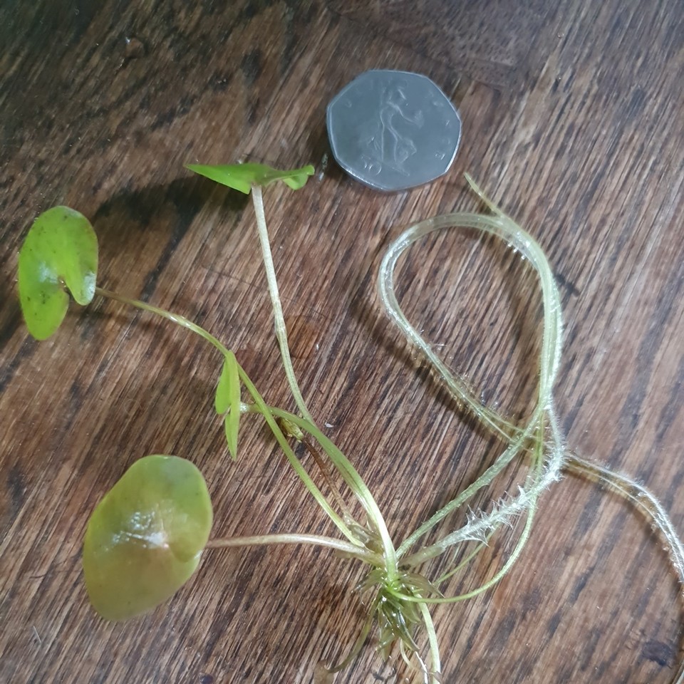 Frogbit Pond Plant x6 floating Hydrocharis morsus-ranae Floating NATIVE ...