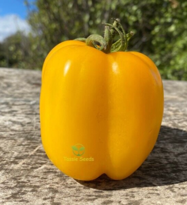 Yellow Heirloom Tomatoes Best Heirloom Tomato Varieties To Grow