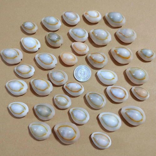 cowrie shell from Japan Surf-Tumble Shell Set small Unique pattern🐚🔥 | eBay