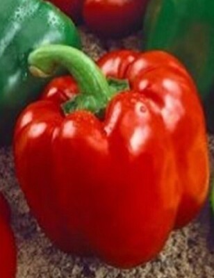 60+ Keystone Resistant Giant Bell Pepper Seeds - Non-GMO | eBay