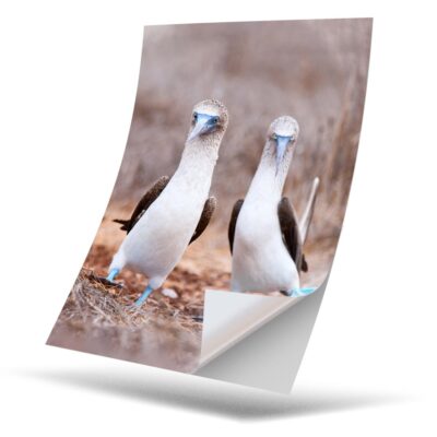 1 x Vinyl Sticker A4 - Blue Footed Booby Galapagos Bird #15555 | eBay UK