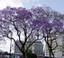 JACARANDA MIMOSIFOLIA, BLUE rare flowering tree flamboyan delonix seed ...