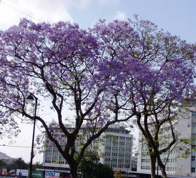JACARANDA MIMOSIFOLIA, BLUE rare flowering tree flamboyan delonix seed ...