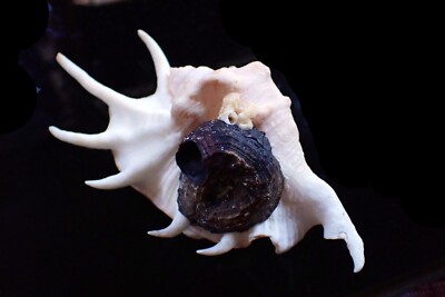 Sea shells -lambis lambis 131-m.m. f++,attached worm shell | eBay