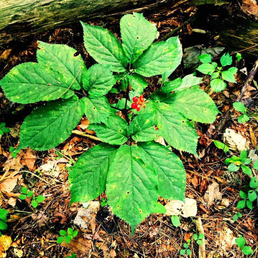 American Ginseng Seeds Stratified Panax quinquefolius | eBay