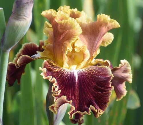 'Volcanic Glow' TB Iris Rhizome PRE-SALE to Ship July, August and Sept 25 | eBay