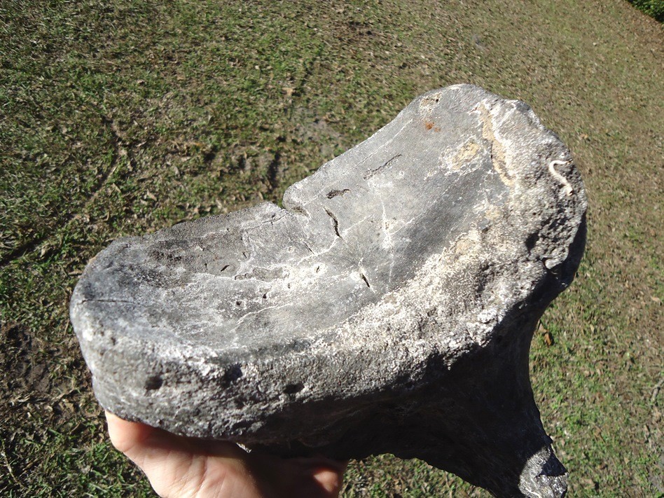 HUGE EXTINCT MASTODON SCAPULA SHOULDER BLADE FLORIDA FOSSILS ICE AGE ...