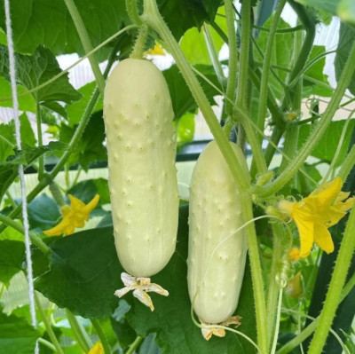 100+ WHITE WONDER CUCUMBER SEEDS - HEIRLOOM - ORGANIC - NON GMO ...