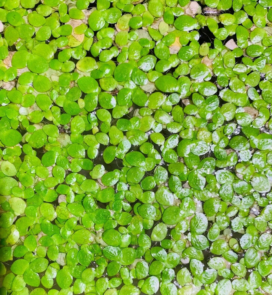 Lemna Minor Duckweed