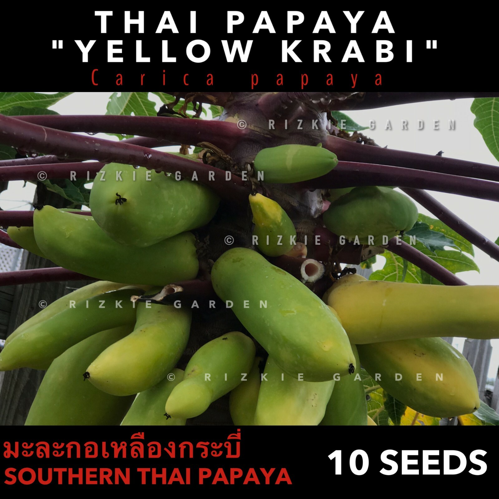 Rare Southern Thai Yellow Papaya, Carica papaya, Tropical Fruit Seeds x ...