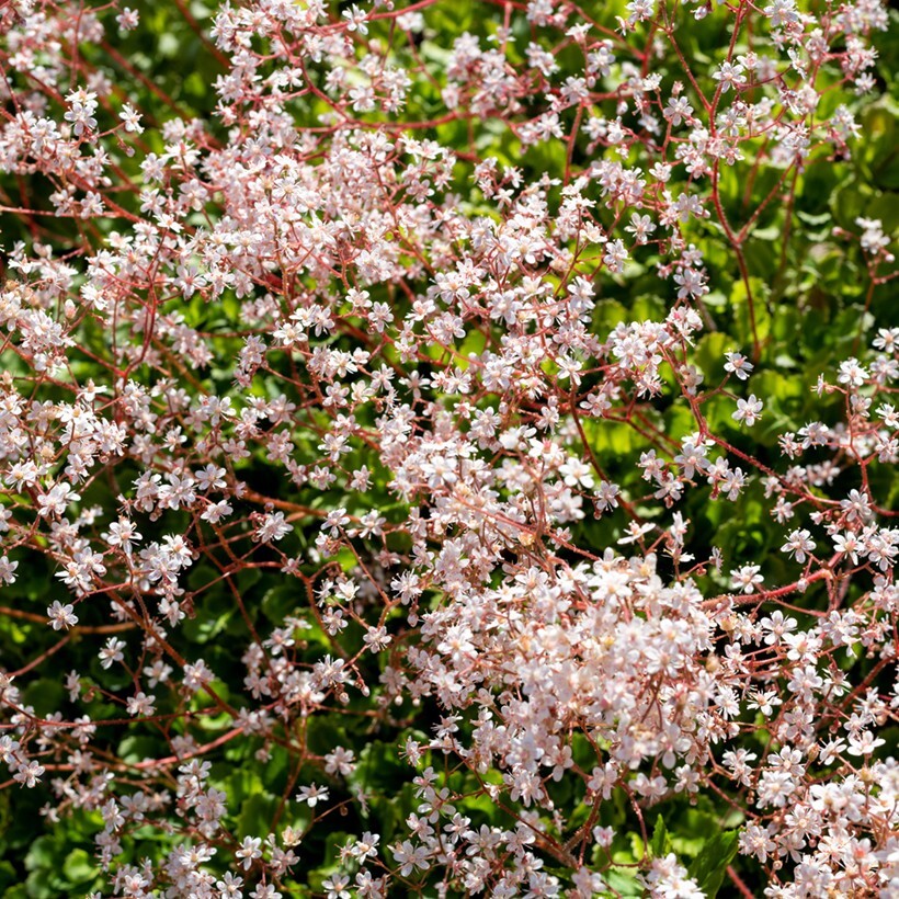 Saxifraga urbium 'minor alba', miniature London pride- 9cm pot- Lot of ...