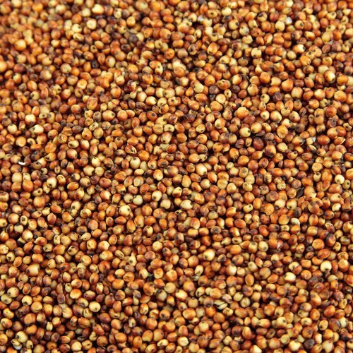 Milo Grain Sorghum Seed | eBay