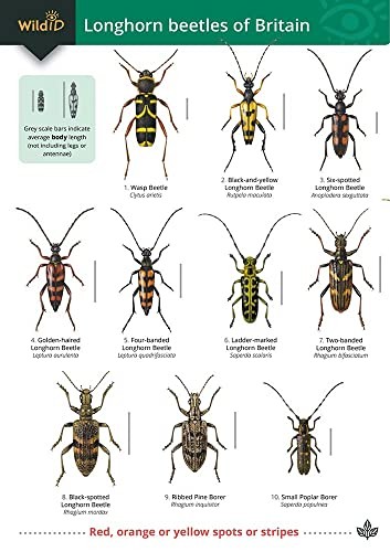 Guide to longhorn beetles of Britain: 2018 by Katy Potts, Wil Heeney ...