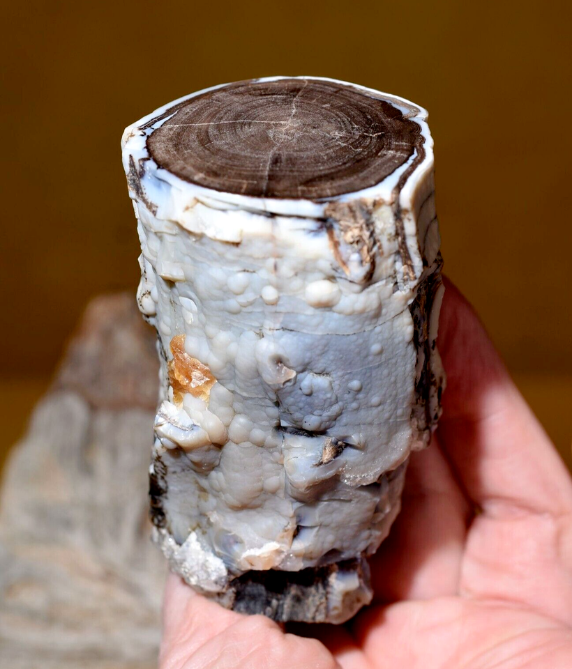 !WOW! Blue Forest Botryoidal Agatized Petrified Eocene Wood Tree Branch ...