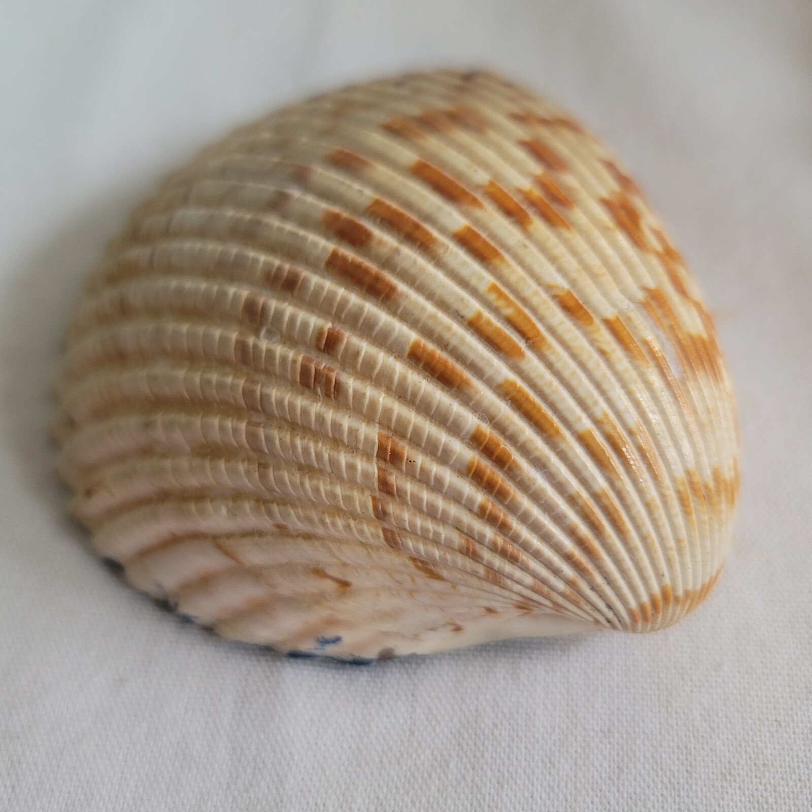 Hand Painted Sea Shell•Winter Scene•EUC•Scallop•Clam•Snow•Bridge ...