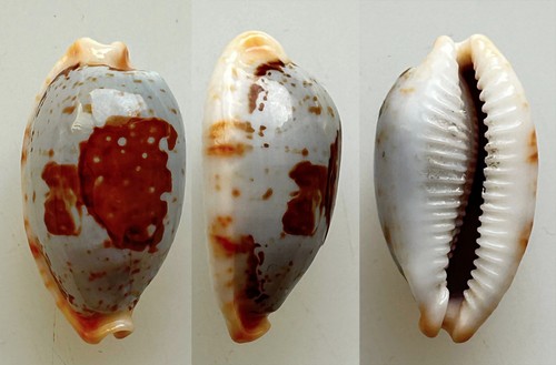 Conchiglia - Shell : cypraea stolida | eBay