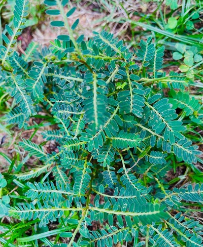 Stone Breaker, chanca piedra, Phyllanthus niruri, Gale of the wind for ...