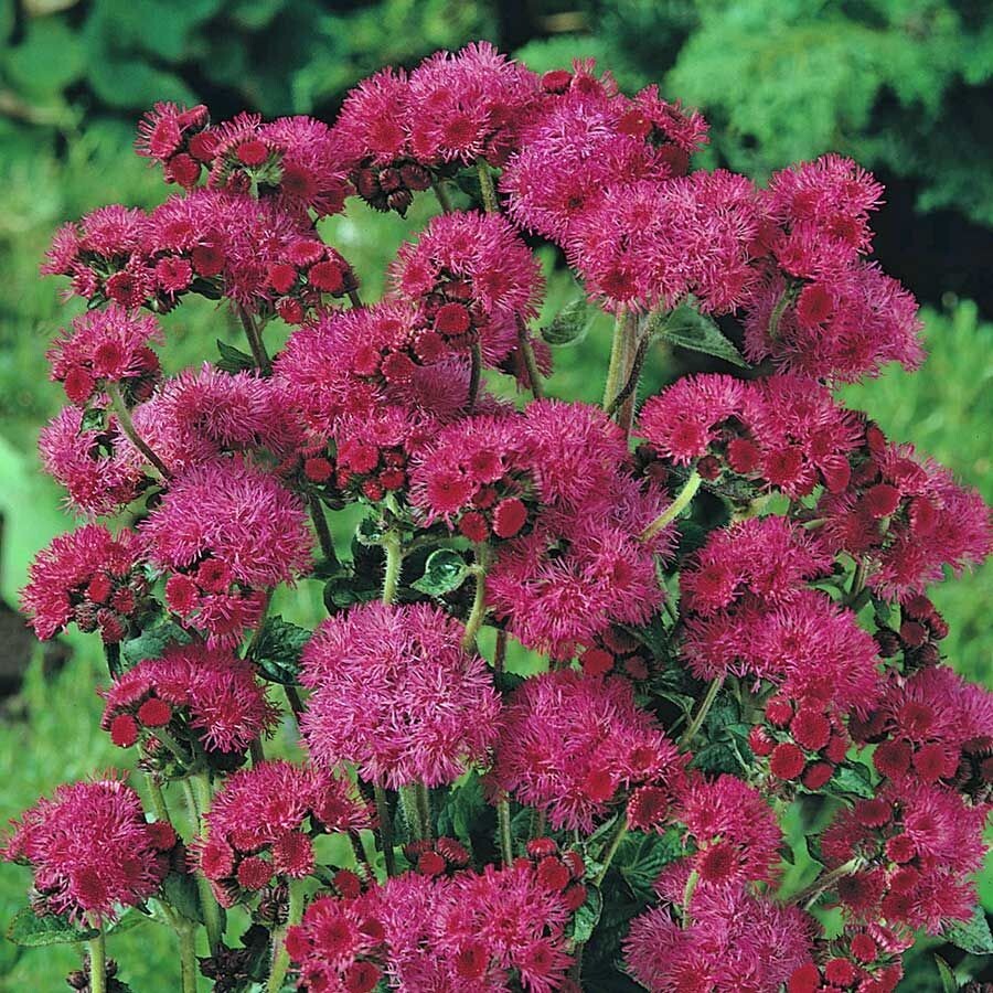 Ageratum seeds, 0,1g Ageratum RED GOLIATH, organic heirloom seeds #268 ...