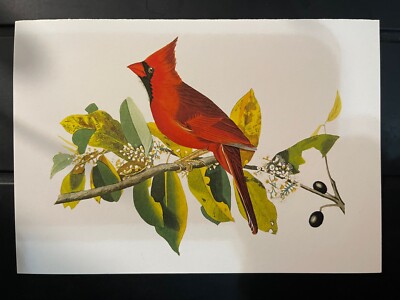 POSTCARD UNPOSTED- JOHN J. AUDUBON- NORTHERN CARDINAL (CARDINAL ...