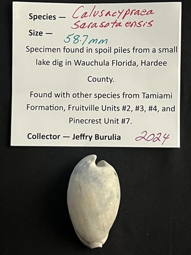 EXTINCT Fossilized COWRIE Shell ( Calusacypraea Sarasotaensis ) From ...