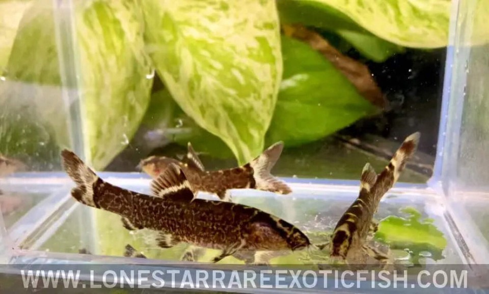 Purple Imperial Loach / Leptobotia taeniops - Live Aquarium Fish | eBay