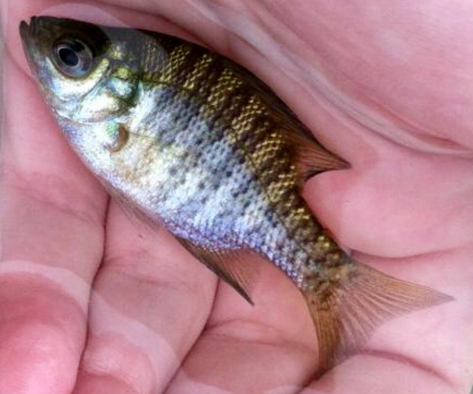 3 Live Baby Bluegill Sunfish eBay Stopping Sells , User Name At Gmail ...