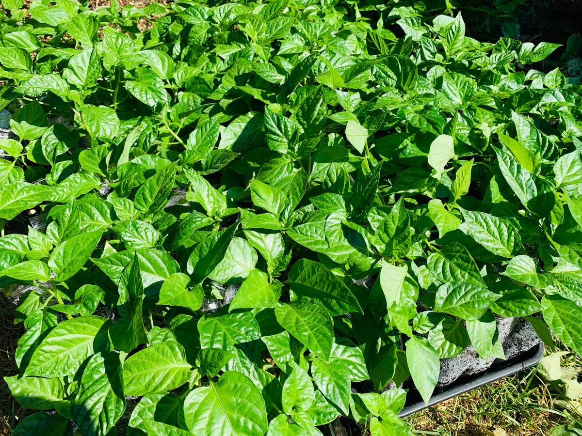 Naga Plants