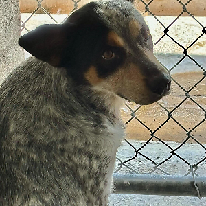 Rustic Technologies | eBay Stores