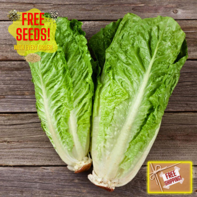 Fresh Crisp Giant Caesar Romaine Lettuce Seeds| Heirloom Non-GMO ...