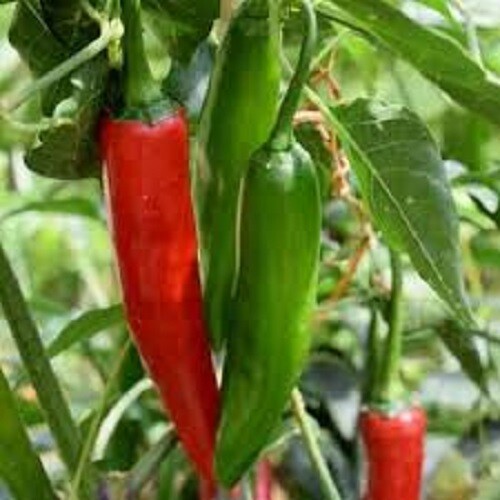 CHILLI BIG JIM SEEDS Home Vegetable Garden Chilli Seeds Big Jim Chilli ...