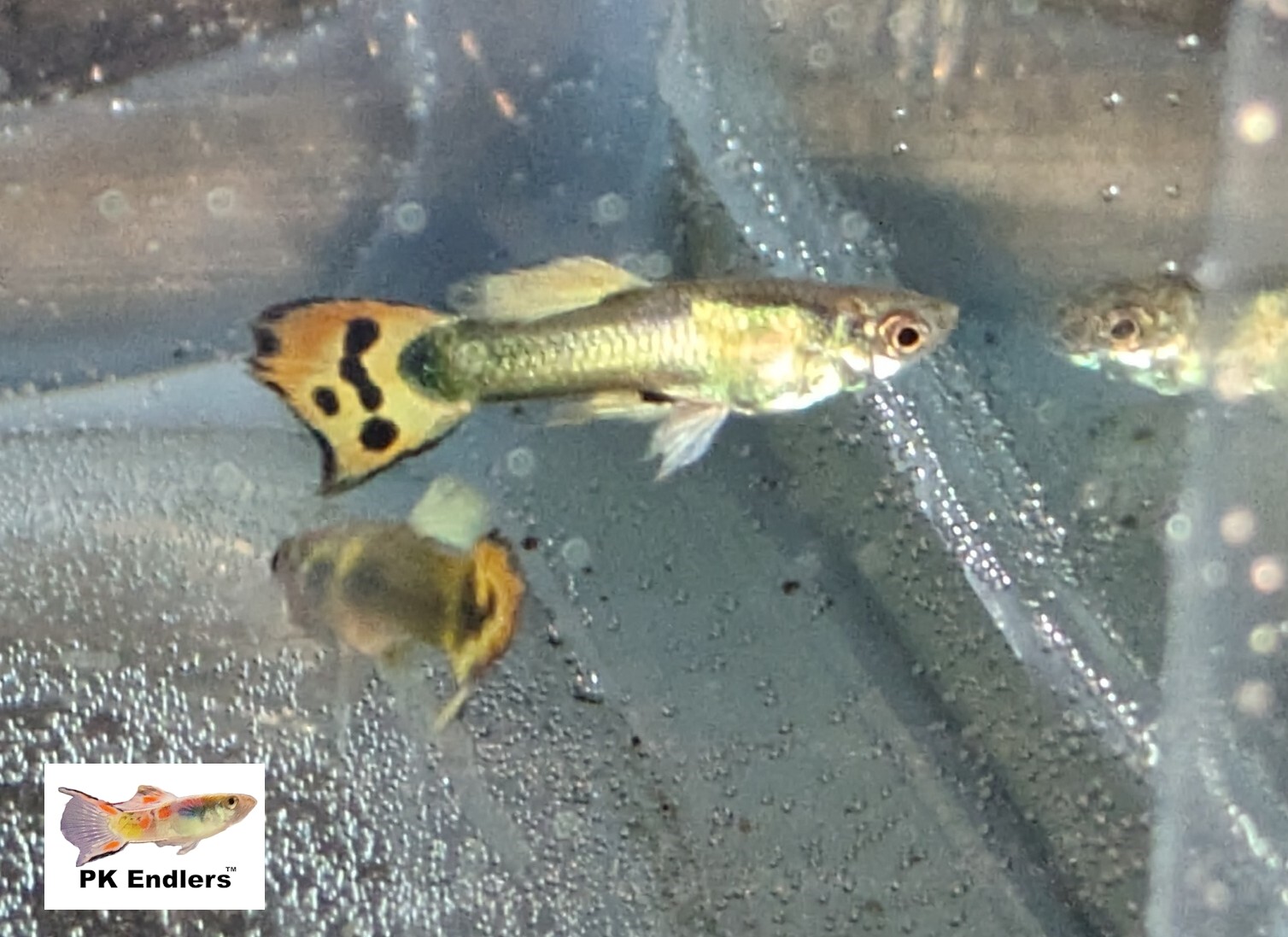 PK Endlers ENDLER/GUPPY HYBRIDS FOR OUTDOOR WATER GARDENS - YOU CHOOSE ...