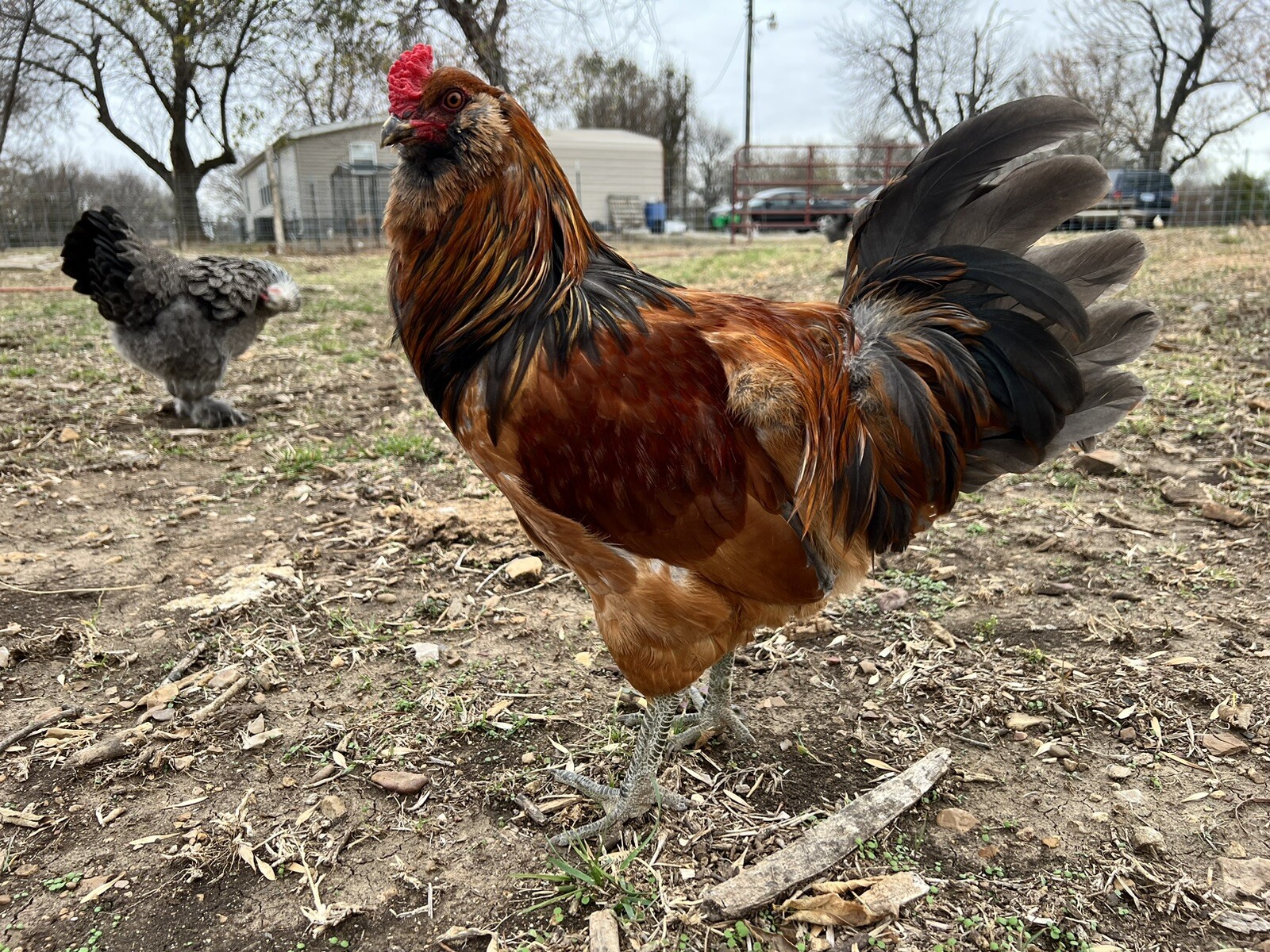 6+ Rare Breed Chicken Hatching Eggs Ameraucana, Easter Egger, Faverolles, Brahma | eBay