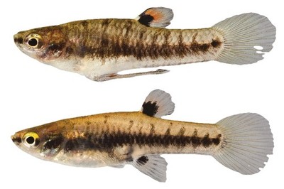 10 Dwarf Least Killifish Heterandria formosa fish UNSEXED | eBay