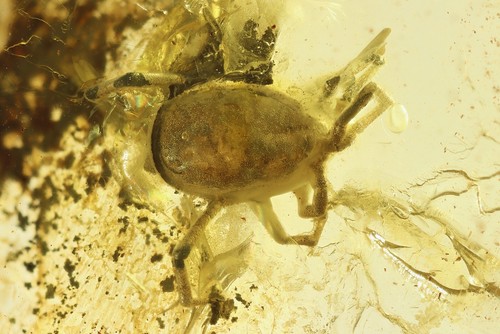 Big Mite Acari. Fossil insect Ukrainian Rovno amber #12032R | eBay