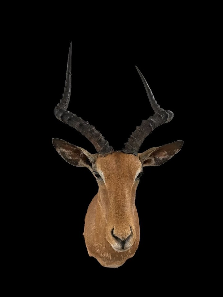 BEAUTIFUL IMPALA SHOULDER MOUNT - Nice HORNS - AWESOME ! = Impala | eBay