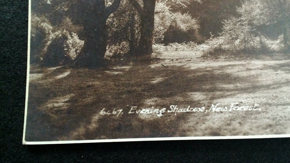 RPPC New Forest England Postcard Mid 1900s Rare Park Evening Shadow | eBay