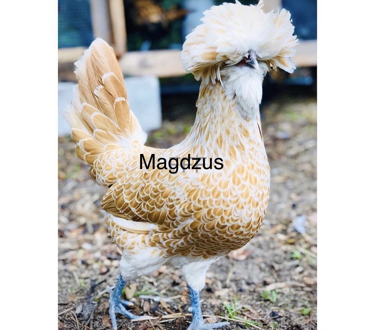 6 Standard Buff Polish hatching Eggs Smooth And Frizzled | eBay