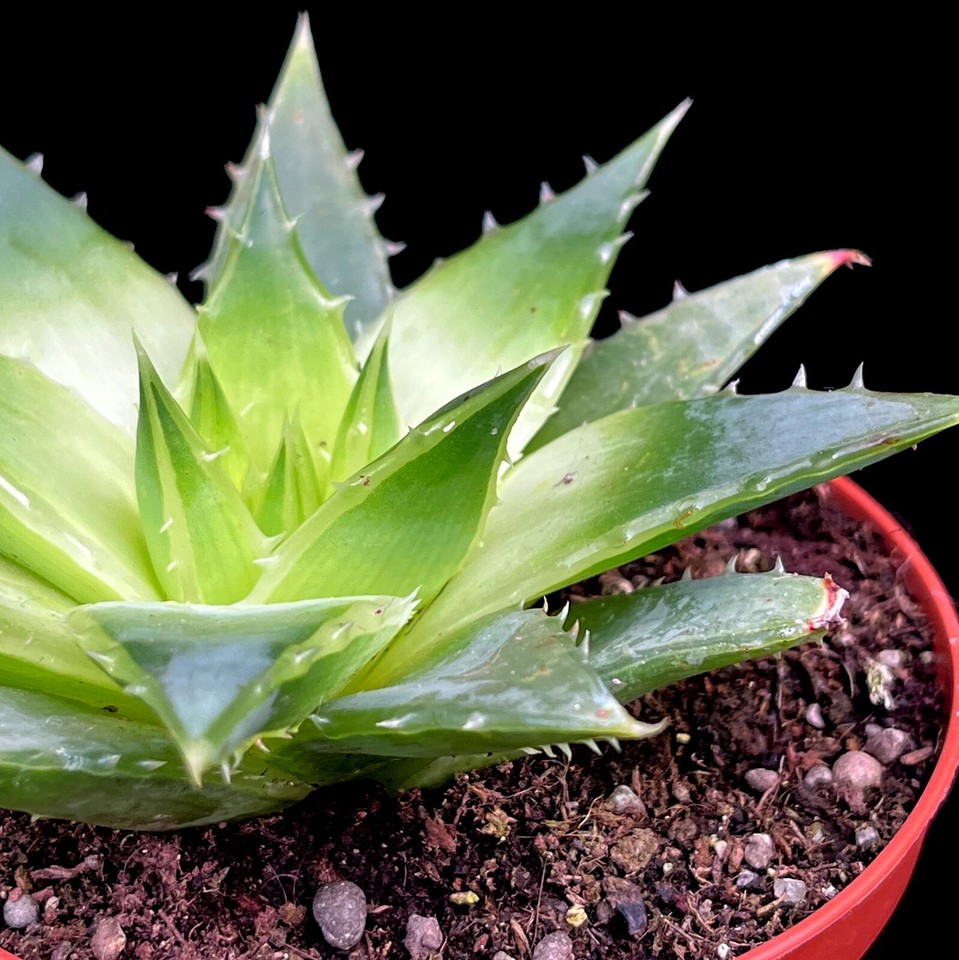 Aloe Polyphylla 'Spiral Aloe’ rarely available. Stunning succulent in ...