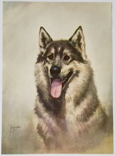 Artic Sled Dog Art Print Jack Greiner 1957 | eBay