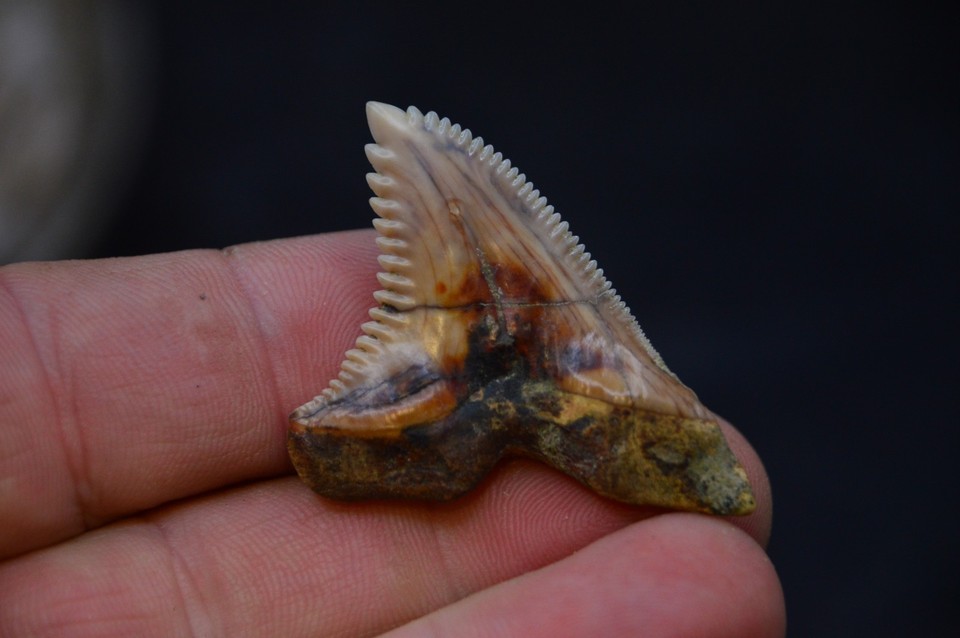 H8.... RARE JAVAN HEMI /SNAGGLETOOTH SHARK TOOTH FROM INDONESIA , 45MM ...