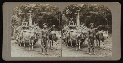 A typical Javanese bullock-cart and driver, Java, Indonesia Old ...