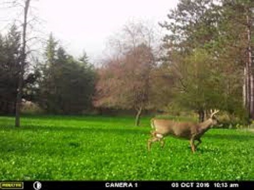 5 Lbs WHITETAIL DEER CLOVER Seed Mix Ladino,Red,Crimson Clovers,Alfalfa ...