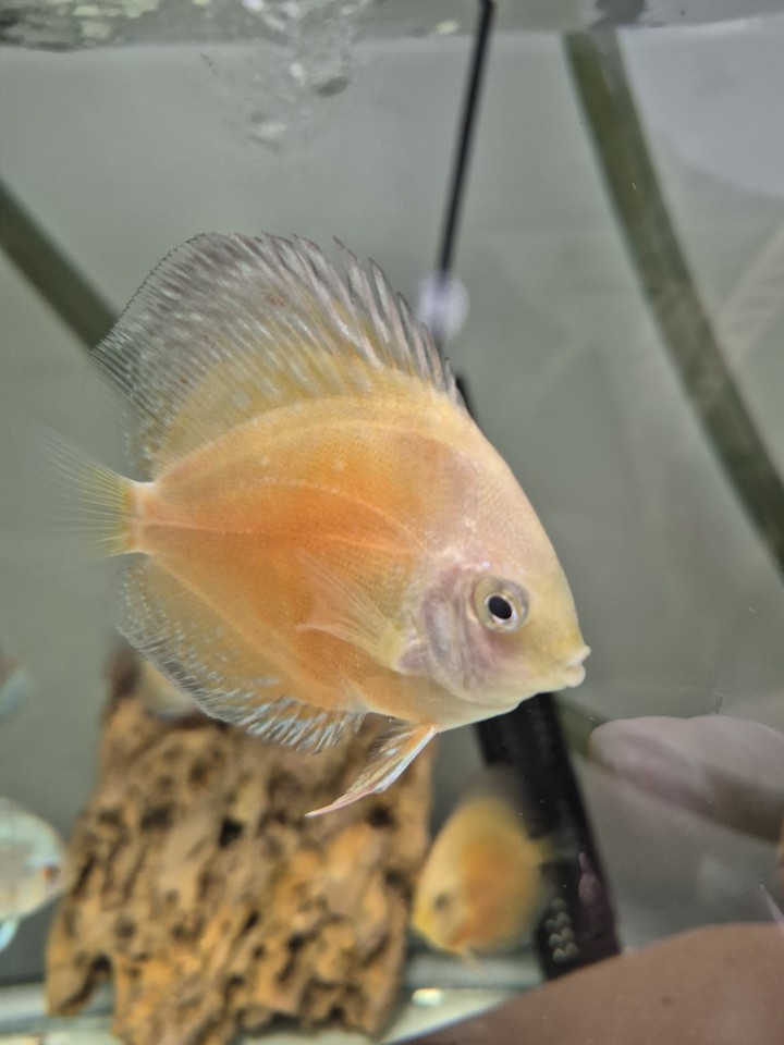 Pack of 3 - Golden Sunrise Discus Fish 3.5in -4.0in Shipping Overnight ...