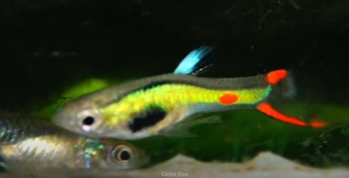 Key Lime/Lime Green Endler's - 3 PAIR's total (2 Pairs + 1 Free Pair ...