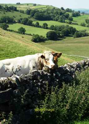 Photo 12x8 Cattle by a wall on Wetton Hill c2016 | eBay UK