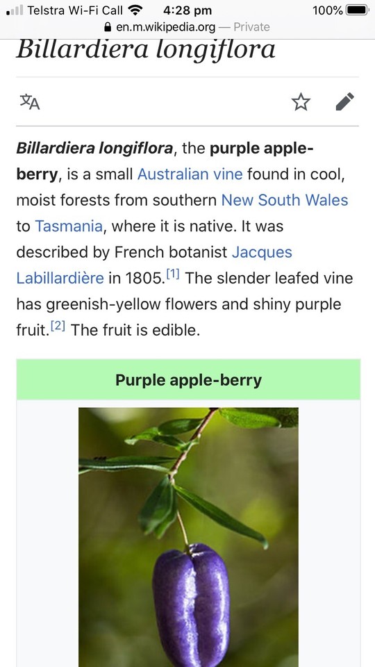Purple Appleberry (Billardiera longiflora) - 20 Seeds > Edible Native ...