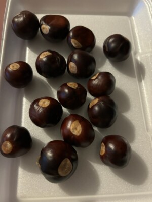 Lot of 10 Horse Chestnut Tree Seeds (BUCKEYES tree seeds) For ...