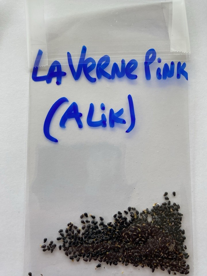 Tasty Dragon Fruit Plant and grow 3lbs magenta fruit - La Verne Red | eBay