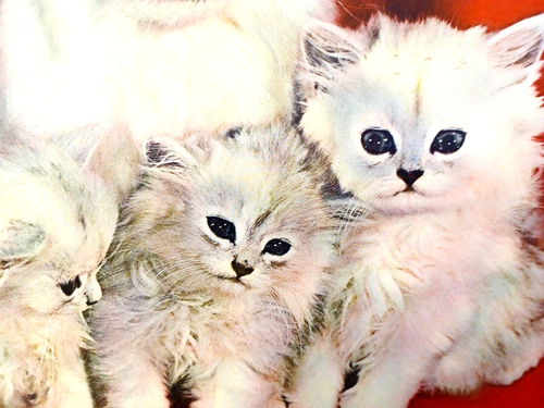 RED CAT Kittens OHIO STATE FAIR Premium PRIZE Poster GP16568 1961 15" x ...