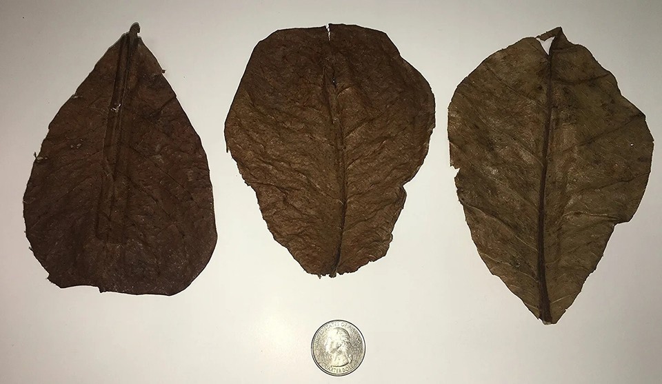 Premium Natural Catappa Indian Almond Leaves Acquarium Natural Habitat ...